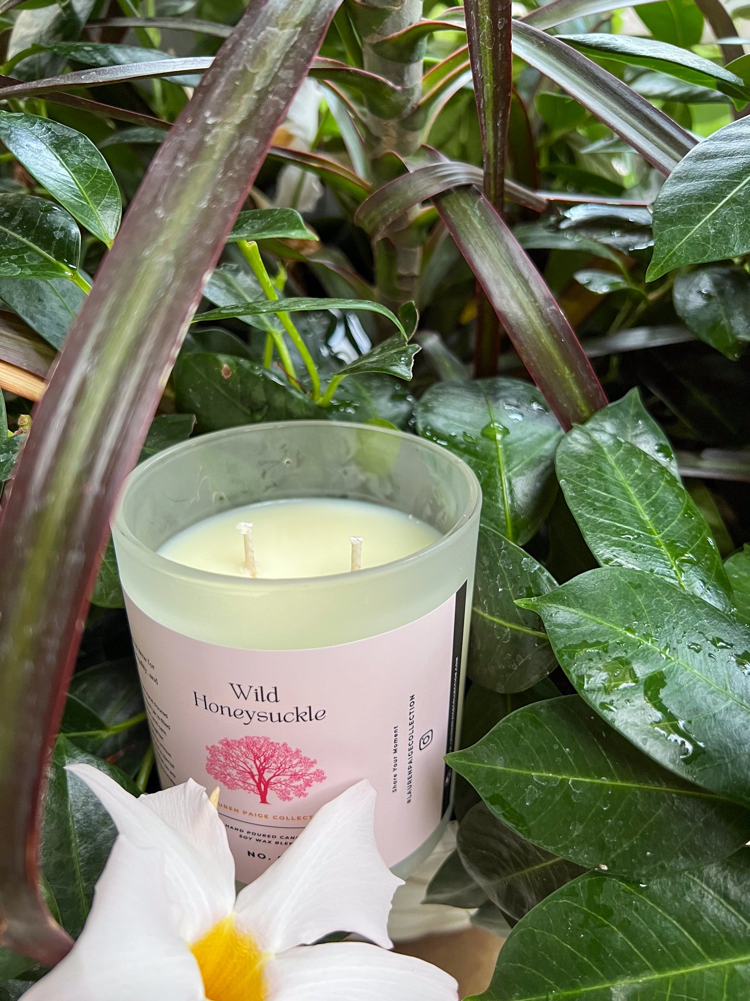 Wild Honeysuckle | Year Round Staples | Candles – Lauren Paige Collection